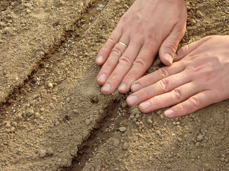 To Prepare Peat Pots for Seed Sowing Stock Image - Image of garden ...