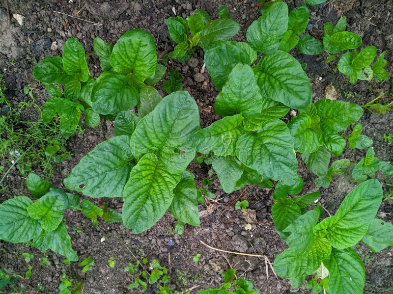 Sowing Spinach Seeds on the Ground Stock Image - Image of produce ...