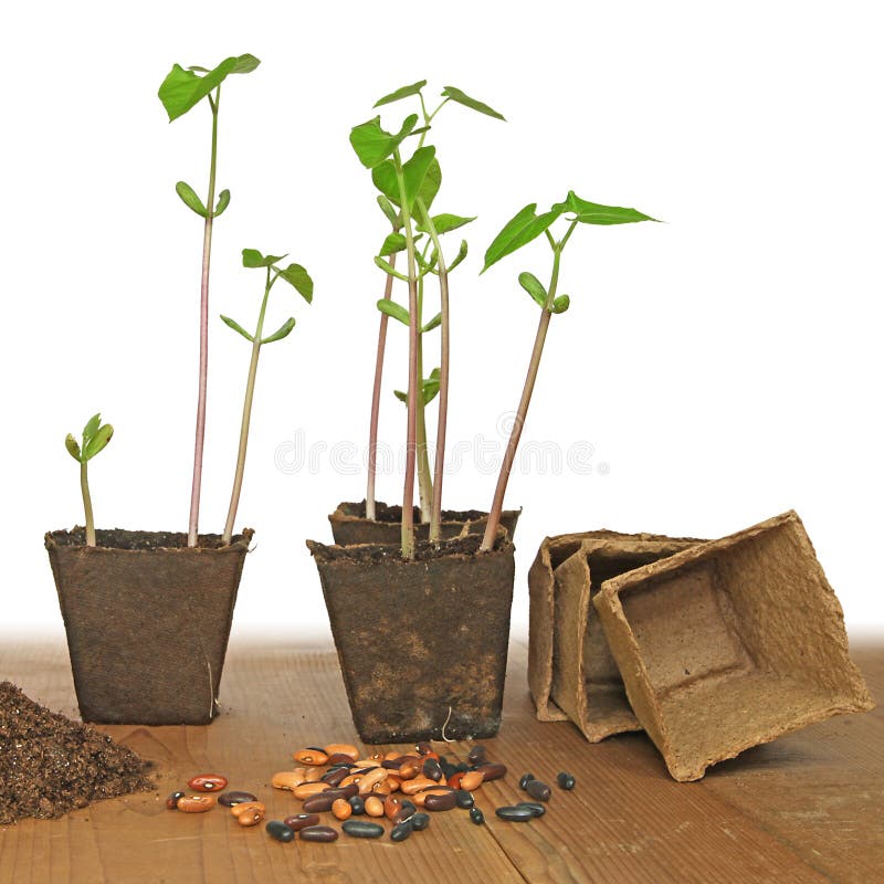 Sowing of Sprouted Bean Seeds in Peat Pot Stock Image - Image of tool ...