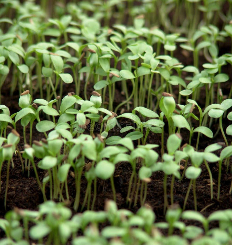 Seeding Vegetable Seeds on the Garden Bed Stock Photo - Image of time ...