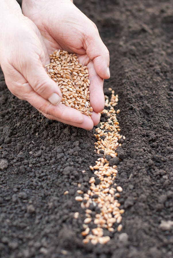 Sowing of Wheat in the Ground. Agriculture. Stock Image - Image of ...