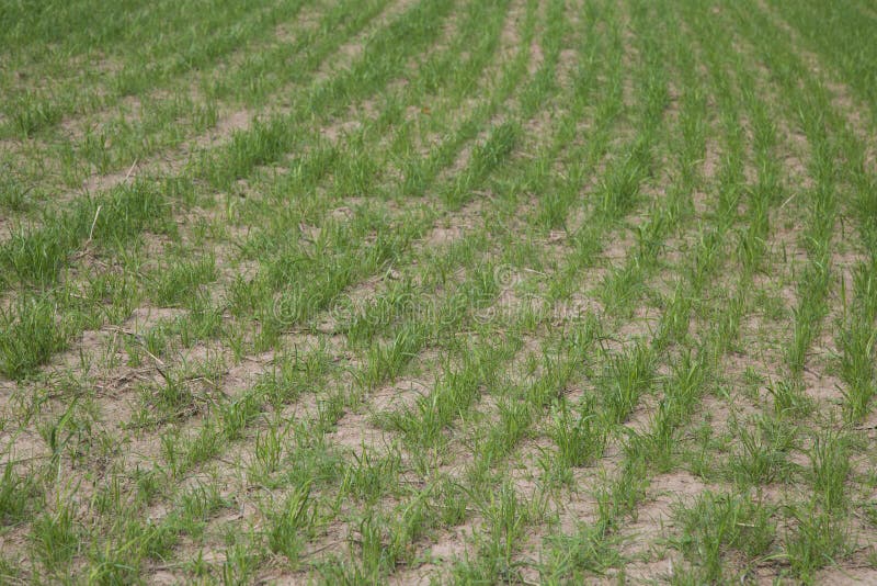Sowing of Winter Crops. the Growth of Winter Crops in the Field Stock ...