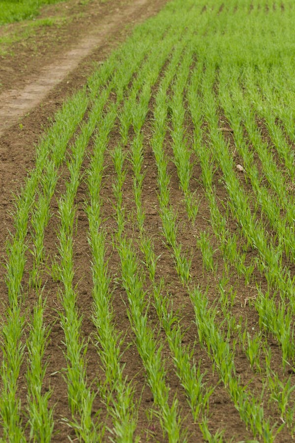Sown Farm Field stock photo. Image of green, land, light - 72362696