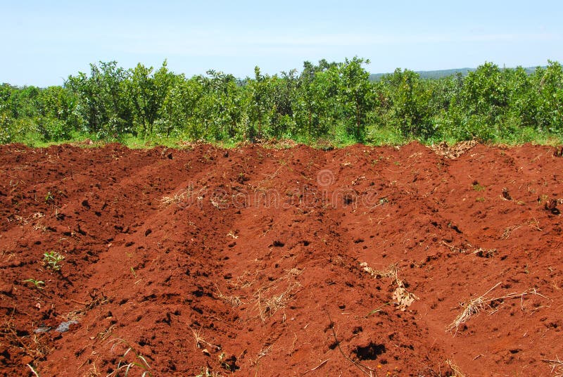 Sown field stock image. Image of plant, nature, tanzania - 14809807