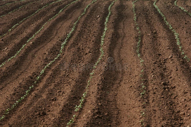 Tractor Working in the Field Stock Image - Image of horizon, machinery ...
