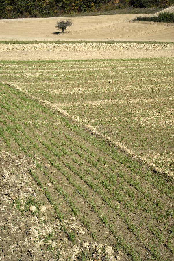 Sown field stock image. Image of industry, field, farmland - 16624253