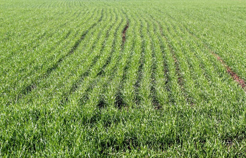 Sown field stock photo. Image of country, green, rows - 18014828