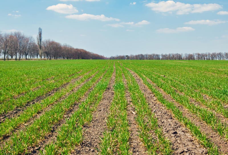 Sown field stock image. Image of plain, grow, lawn, cloudy - 19387617