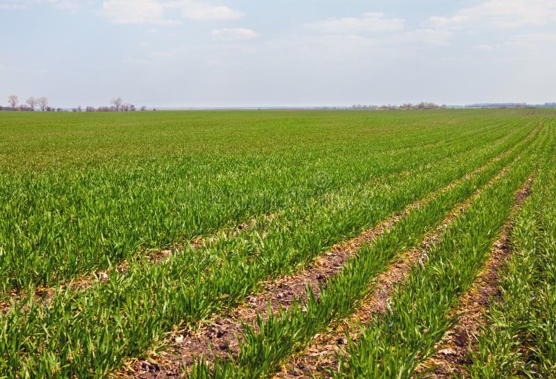 Sown field stock image. Image of green, meadow, lawn - 19387675