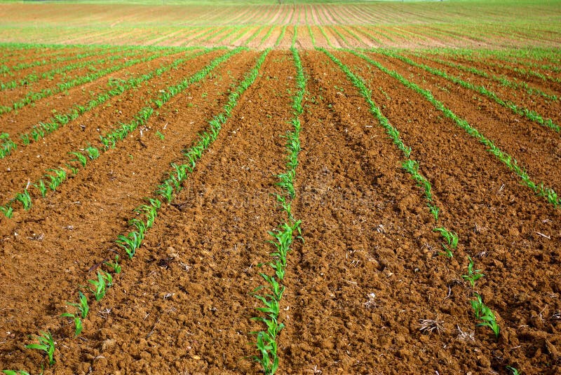 Sown field stock photo. Image of power, farmland, millet - 2462522