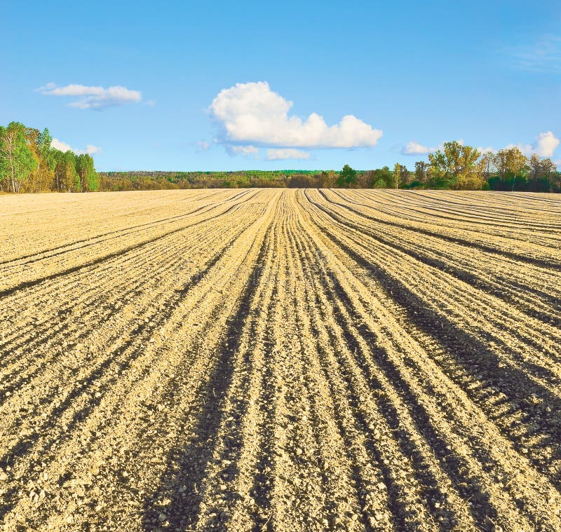 Sown field stock photo. Image of harrow, arable, scene - 71199830