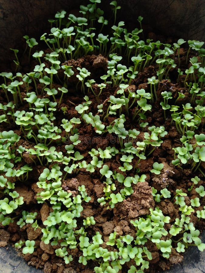 Sown Mustard Seeds stock image. Image of sown, vegetable - 261933091