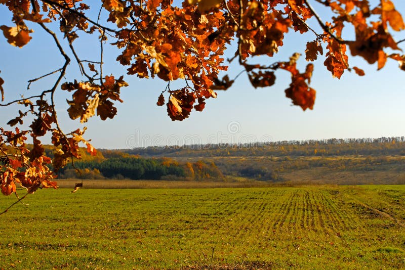 Sown with Winter Wheat Field. Autumn Season Stock Image - Image of ...
