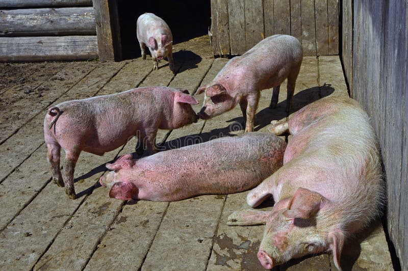 Pig-Sows and piglets stock photo. Image of livestock - 14035648