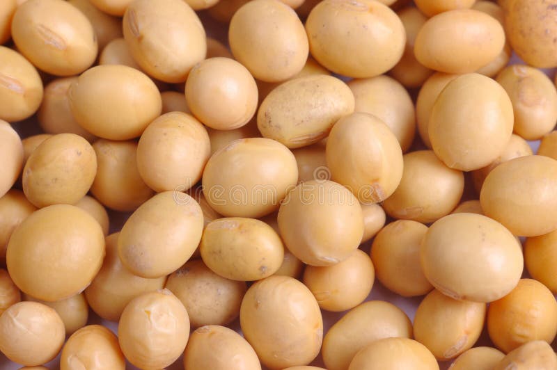 Soybeans in Black Container Stock Image - Image of healthy, organic: 558149
