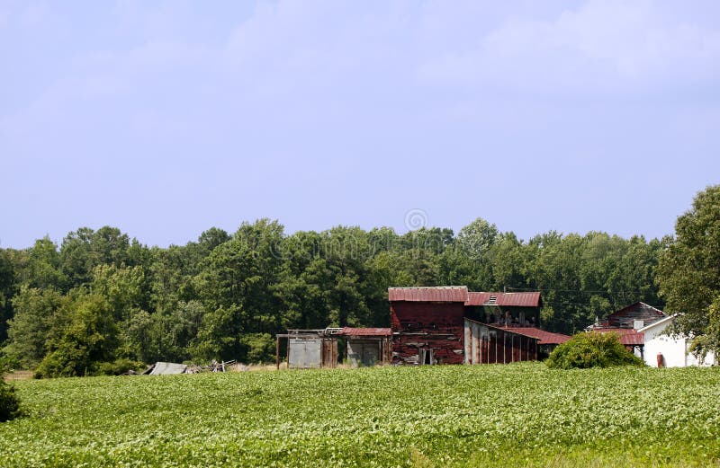 Soy Bean Farm stock image. Image of leaf, industry, barn - 15331985