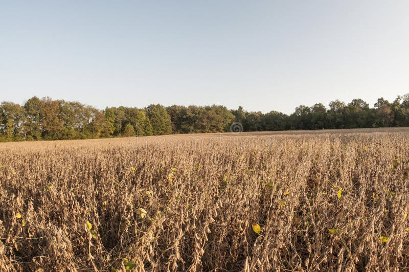 Dry bean field stock photo. Image of organic, developed - 85968742