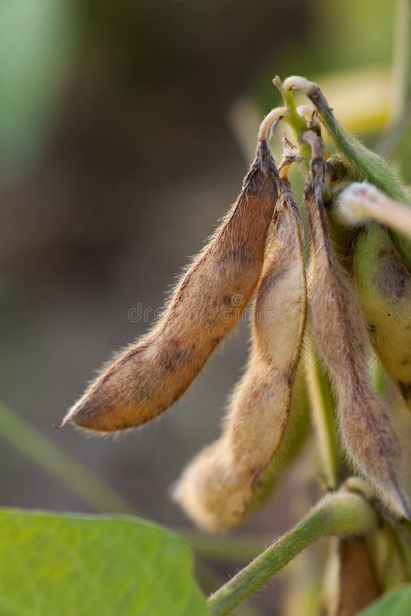 Soybean stock photo. Image of production, harvest, genetic - 43108336