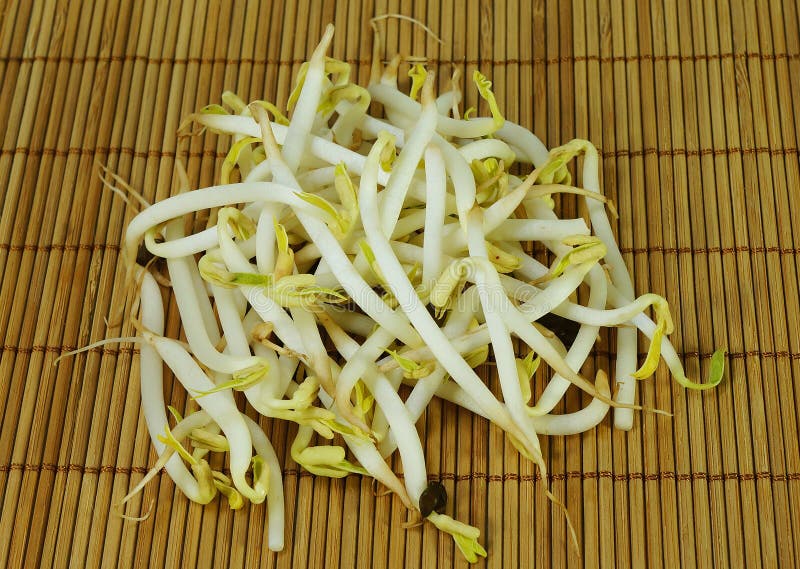 Sprout of soy stock photo. Image of plant, growth, ground - 8835214