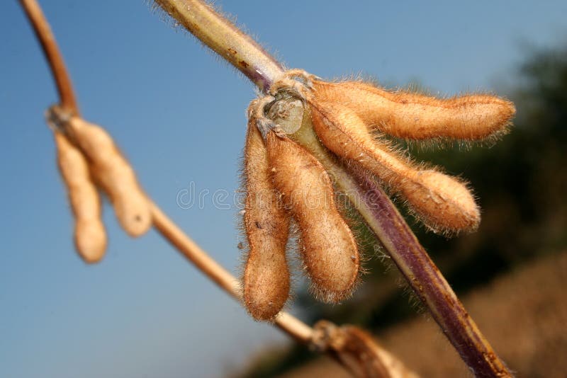 Soybean Pods 1 stock image. Image of prairie, grain, plant - 1372351