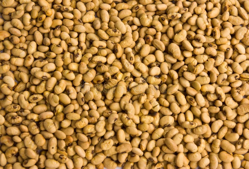 Soy been stock photo. Image of vegetable, organic, healthy - 15026252