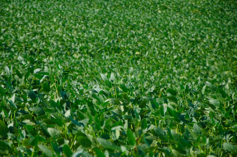 Soy Cultivation, Monoculture, Agribusiness Stock Photo - Image of field ...