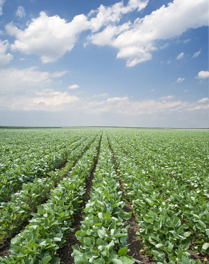 Soy field stock photo. Image of perspective, food, cultivated - 11078336