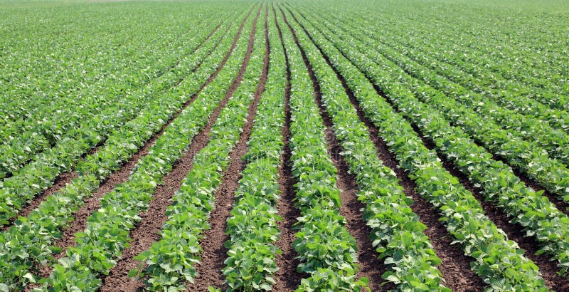 Fresh soybean field stock image. Image of field, fresh - 28250947