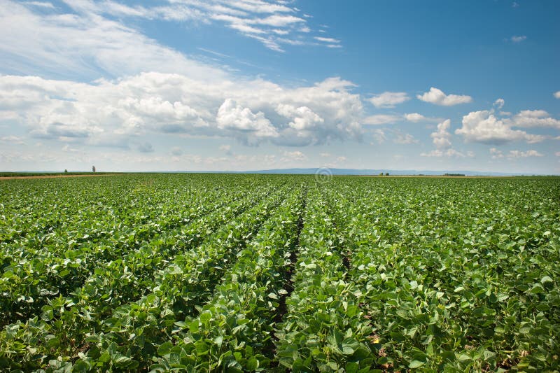Soy field stock image. Image of growth, organic, food - 20374985