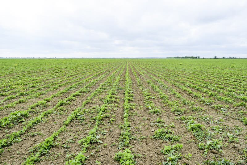 The Soy field. stock image. Image of harvest, closeup - 131763967