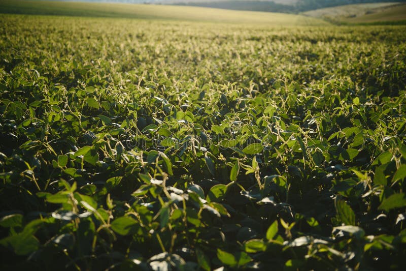 Soy Field in Early Morning. Soy Agriculture. Stock Image - Image of ...