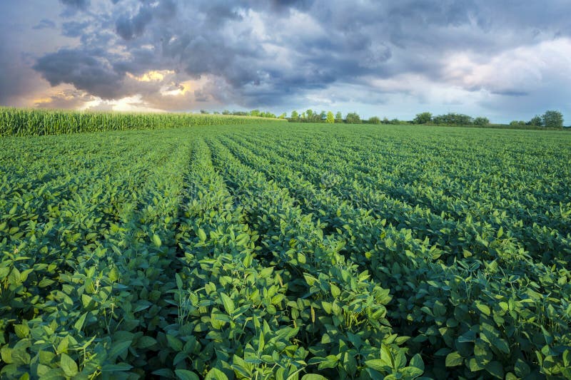 Soy Field with Rows of Soya Bean Plants Stock Image - Image of crop ...