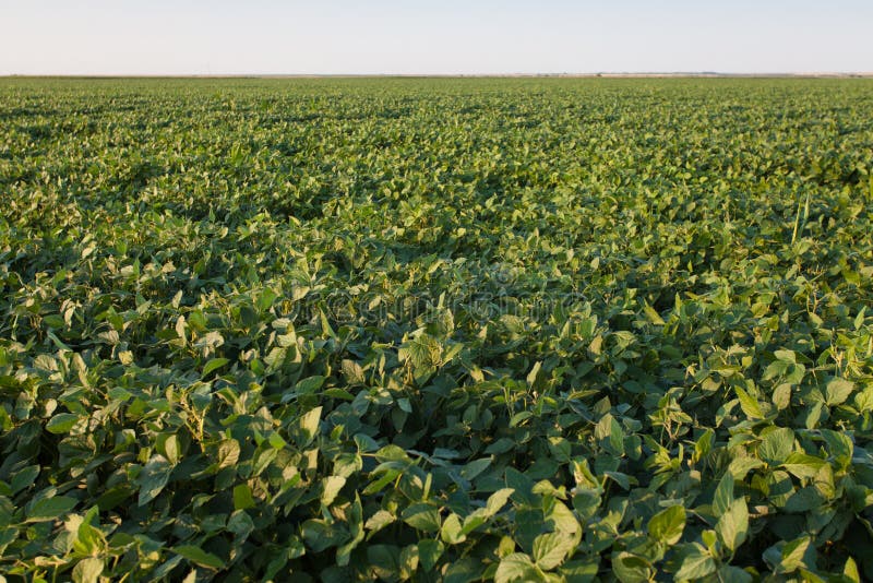 Soy fields stock image. Image of land, countryside, crop - 61403979