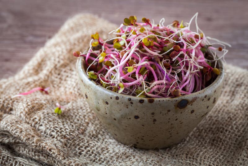 Soy germs stock image. Image of germ, salad, green, spoon - 49289817