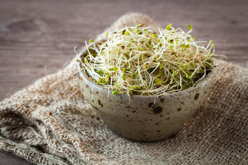 Soy germs stock image. Image of germ, food, sprouts, cuisine - 49289881