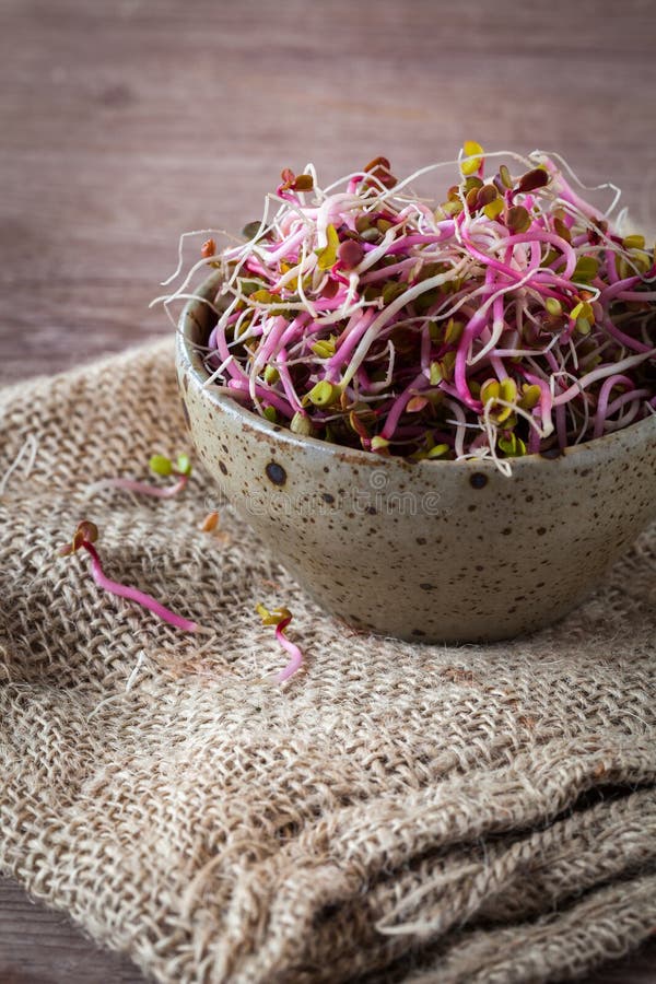 Soy germs stock photo. Image of ingredients, natural - 49289874