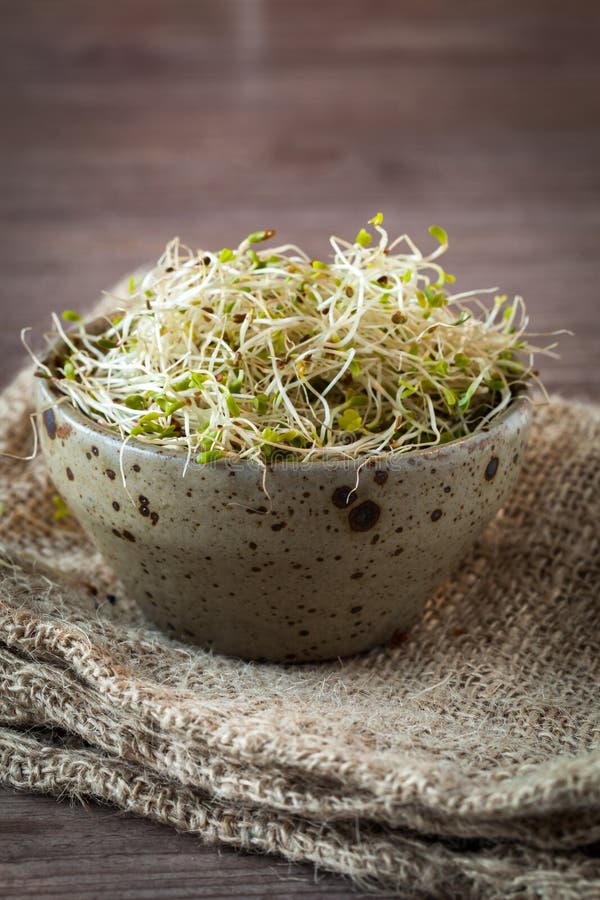Soy germs stock photo. Image of salad, green, sprouts - 49289858