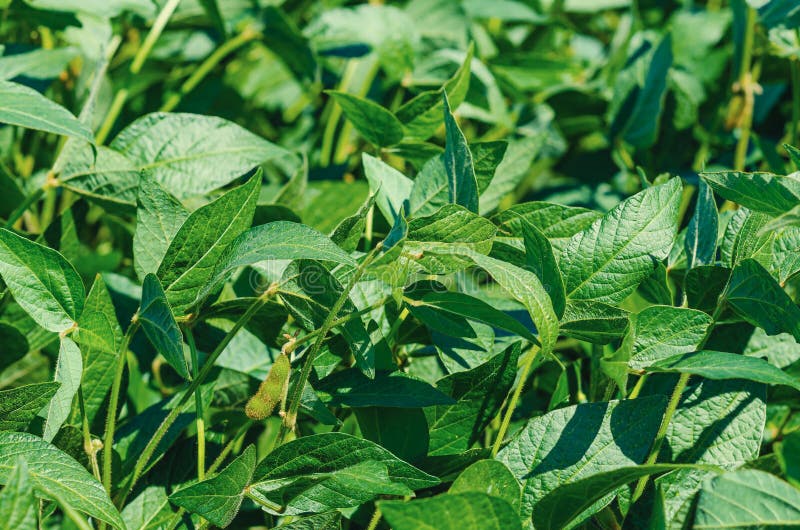 Soy Leaves on Field. Cultivation Agriculture Stock Image - Image of ...