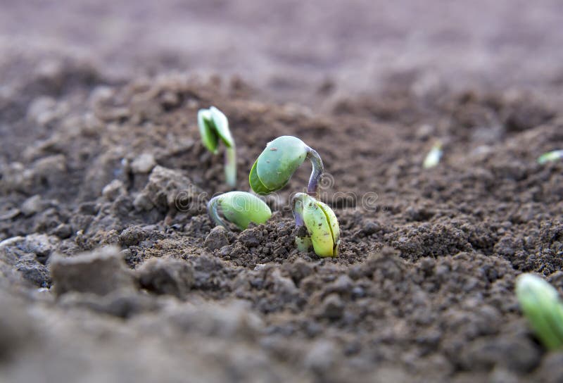 Soy plant sprouting stock photo. Image of spring, food - 147320698 Soy plant sprouting stock photo. Image of spring, food - 147320698