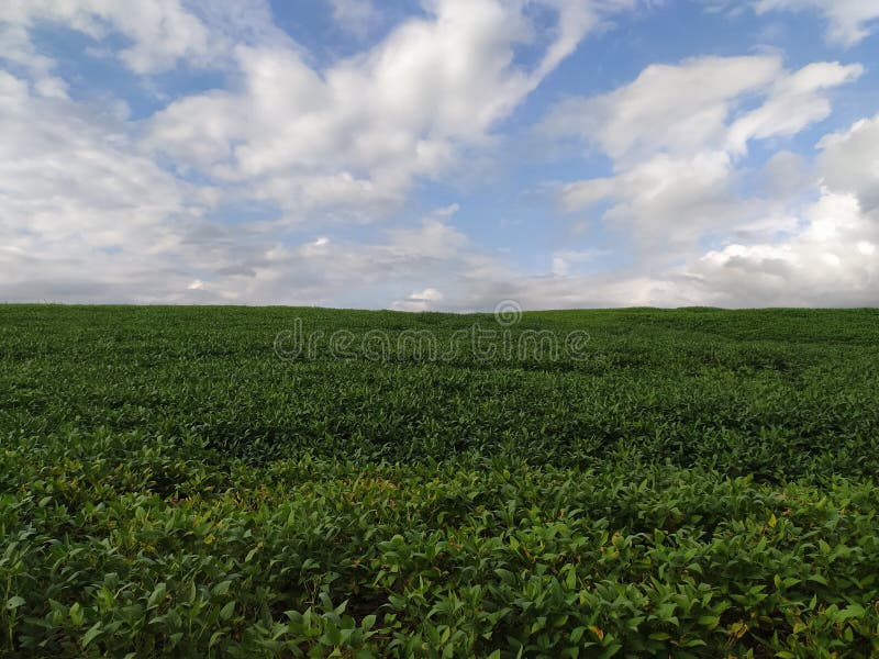 Soy plantation on the farm stock image. Image of field - 267785707