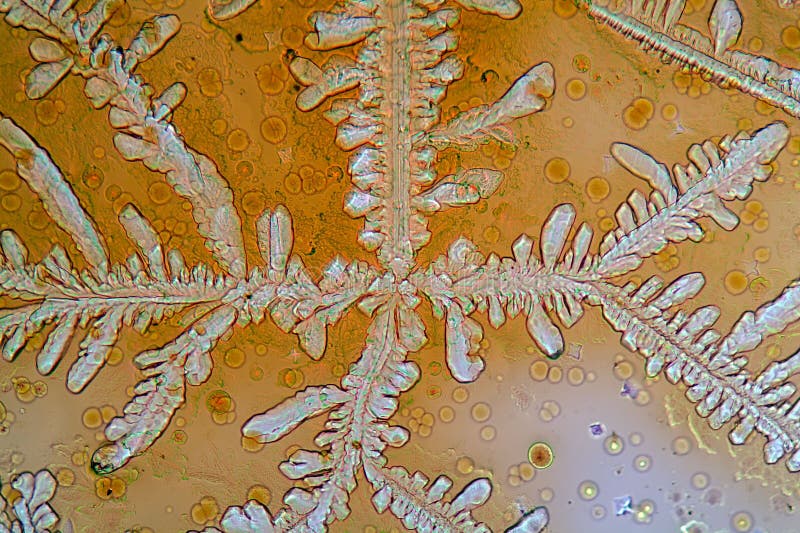 Soy Sauce Under the Microscope Stock Photo - Image of spice, light ...