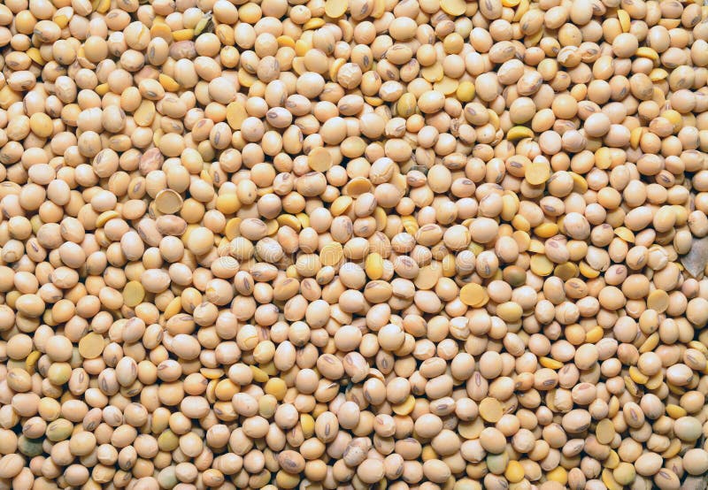 Soy stock image. Image of healthy, seeds, vegetarian - 34833269