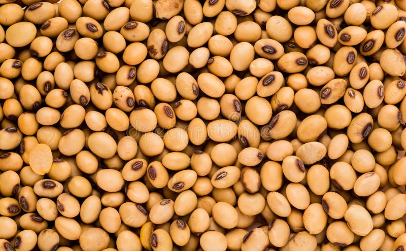 Soya bean organic stock image. Image of closeup, buckwheat - 71123633