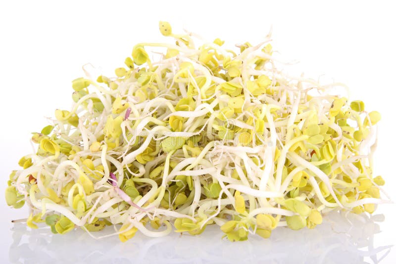 Soya bean sprout stock image. Image of white, healthy - 19674867