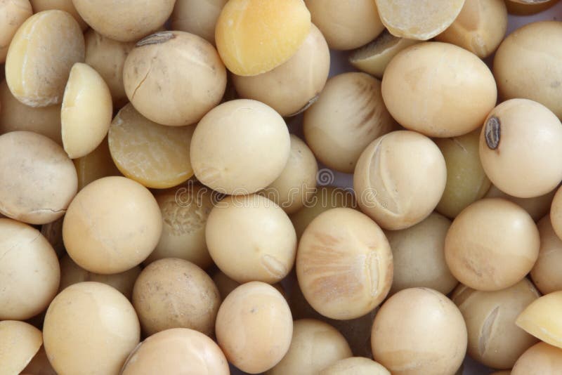 Soya beans stock photo. Image of ingredient, soya, food - 12891446
