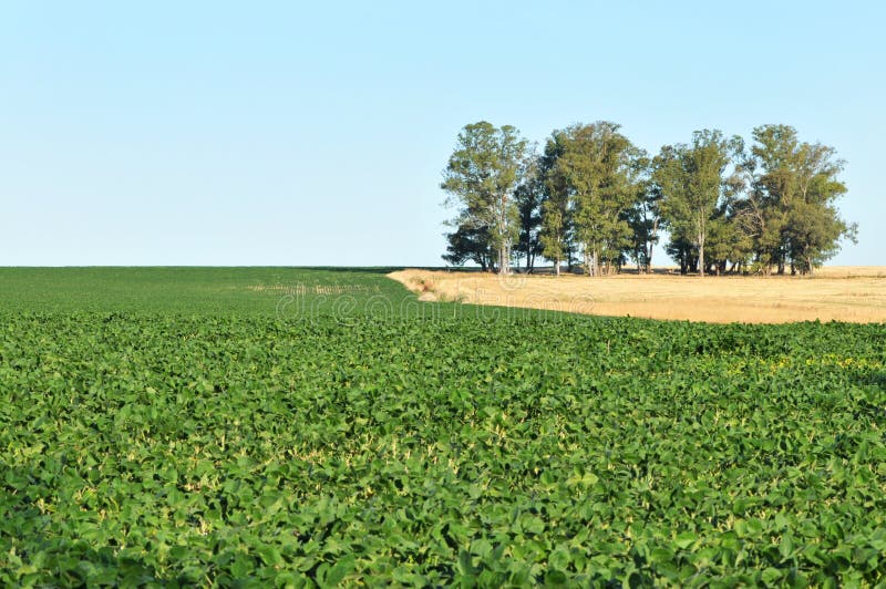 Soy Field with Trees on Background Stock Photo - Image of grassland ...