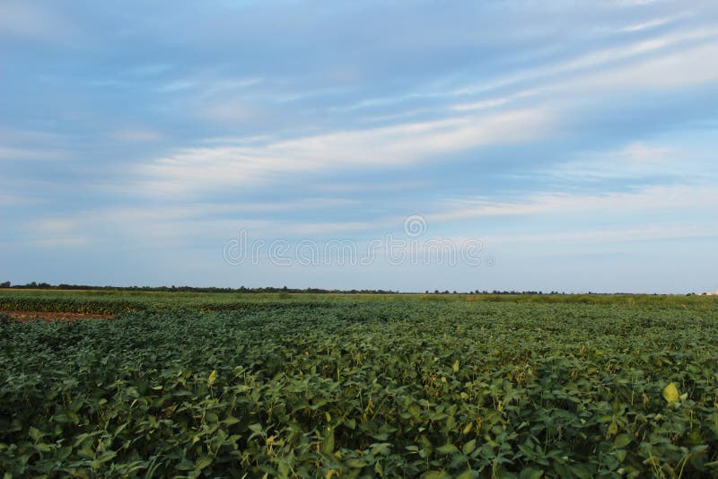 Soya Pod in a Field Ready To Harvest Stock Image - Image of leaf, grain ...