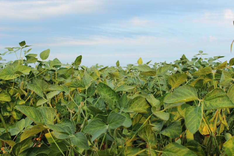 Soya Pod In A Field Ready To Harvest Stock Image - Image of health ...