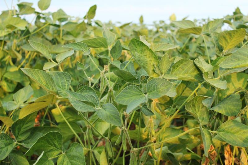 Soya field stock image. Image of harvest, soil, nature - 32961499