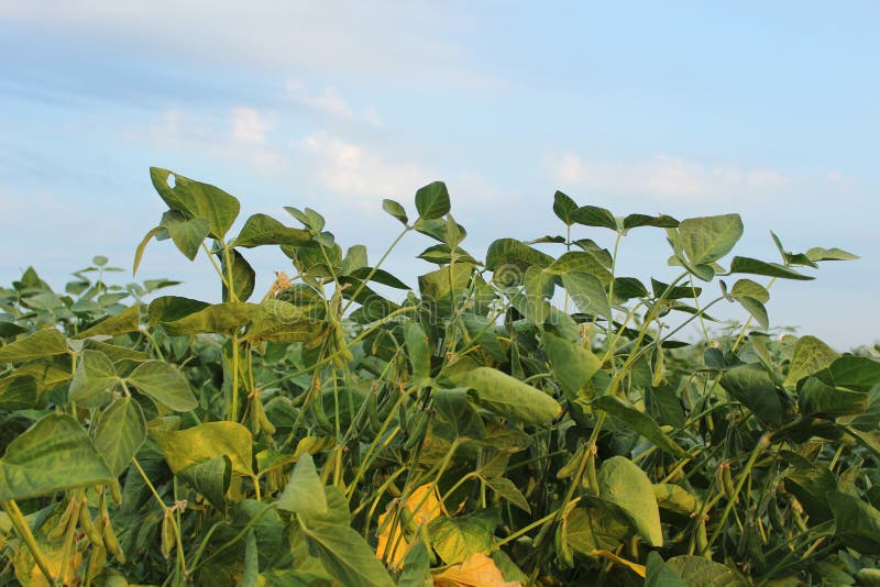 Soya Pod In A Field Ready To Harvest Stock Image - Image of health ...